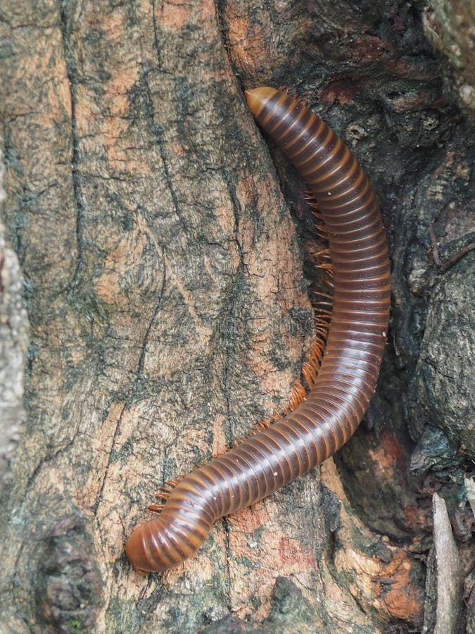Millipede Closeup stock image. Image of brown, macro - 60516453