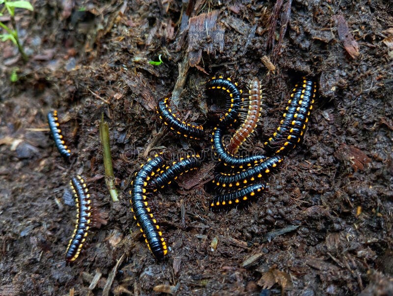 Millipede Colony Crawling on Ground Stock Photo - Image of closeup ...
