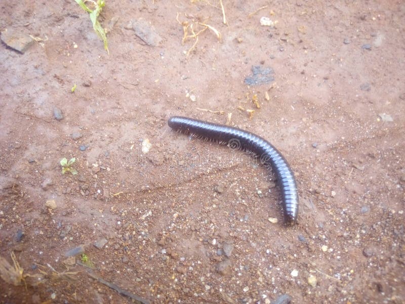 Millipede stock image. Image of ground, soil, arthropod - 181821767