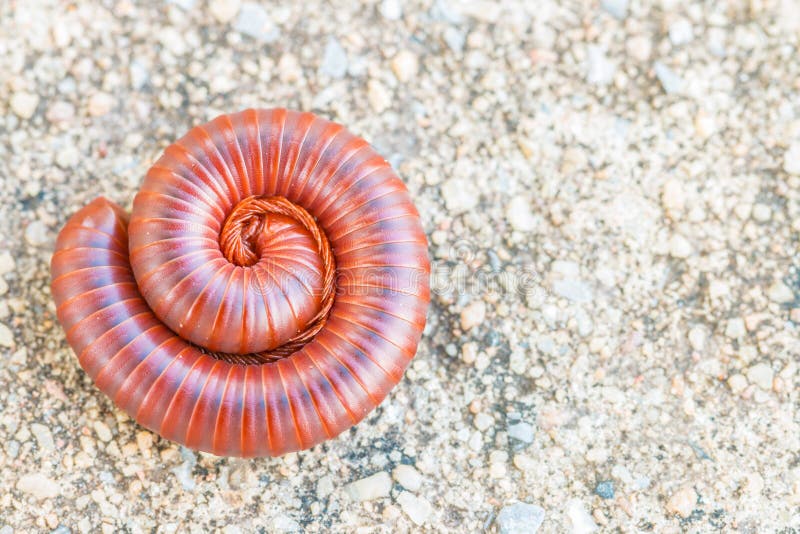 Millipede Curl on the Floor. Stock Image - Image of outdoors, shell ...
