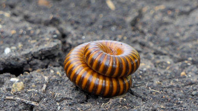 Millipede Curled on Ground in a Tropical Rainforest Stock Photo - Image ...