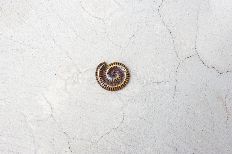 Centipede curled up stock photo. Image of legs, defensive - 1358254