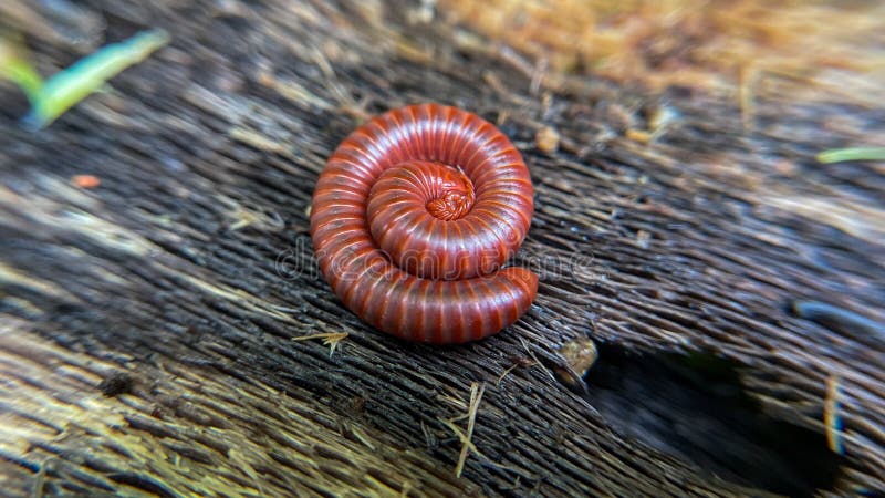 Coiled Bright Red Centipede Stock Photos - Free & Royalty-Free Stock ...