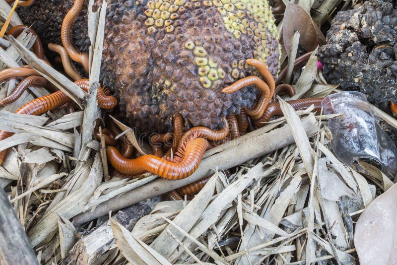 Millipede Eating Mushrooms Wild Stock Image - Image of beautiful, feet ...