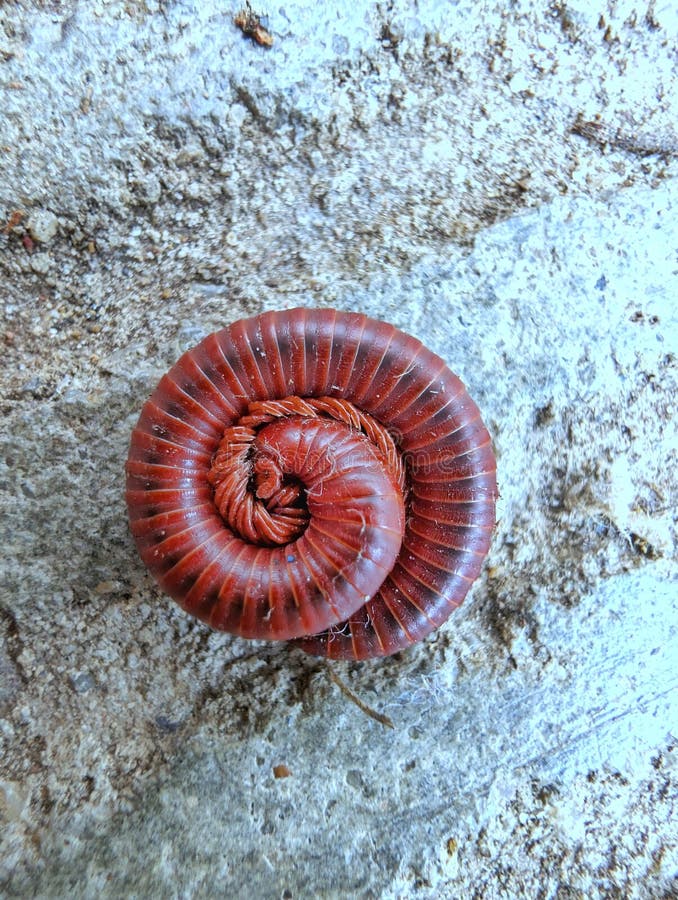 Millipede, when it Feels Threatened Stock Image - Image of isolated ...