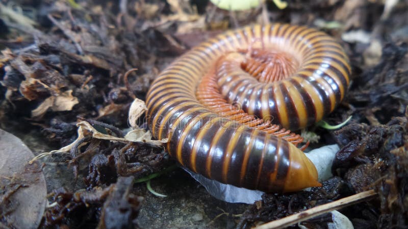 Millipede in flower bed stock photo. Image of flower - 52624058