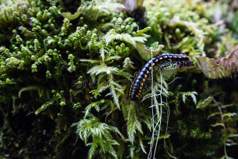 Millipede in the forest stock photo. Image of vegetation - 63285632