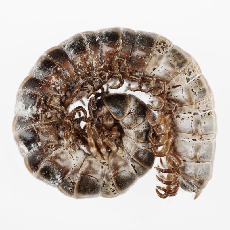Millipede Insect stock photo. Image of shell, exoskeleton - 16466002