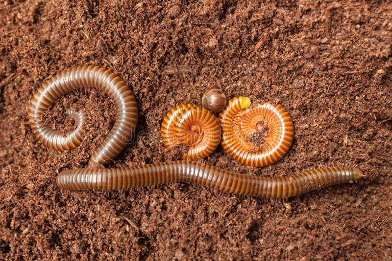 Millipede Insect Composition of Two Hundred Symbol Stock Photo - Image ...