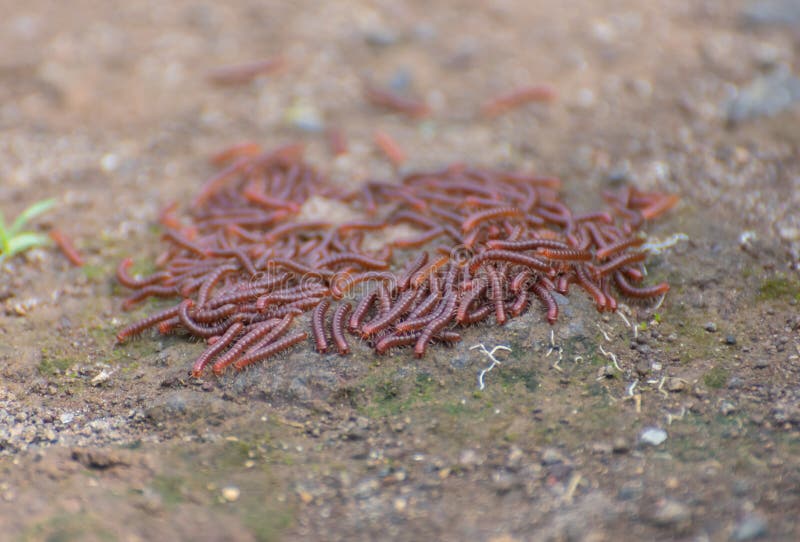 Millipede Insect Group Crawling on the Forest Ground of Central India ...