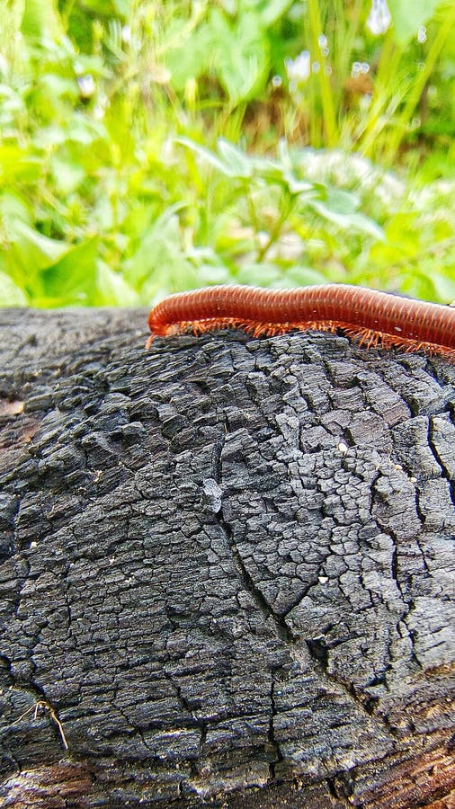 Millipede Insects are Exploring Abandoned Logs Stock Photo - Image of ...