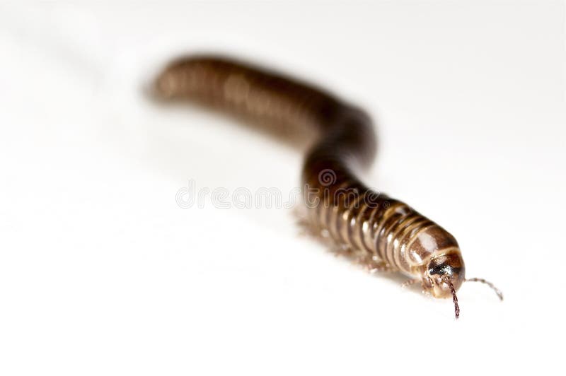 Millipede Isolated in White Stock Image - Image of eyes, black: 55781235