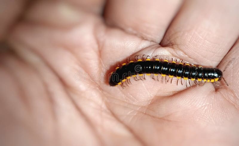 Millipede or Kluwing Walks on the Palm of the Hand Stock Photo - Image ...