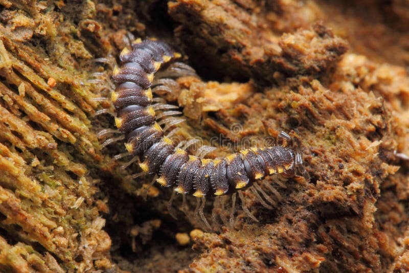 Compost Millipede Stock Photos - Free & Royalty-Free Stock Photos from ...