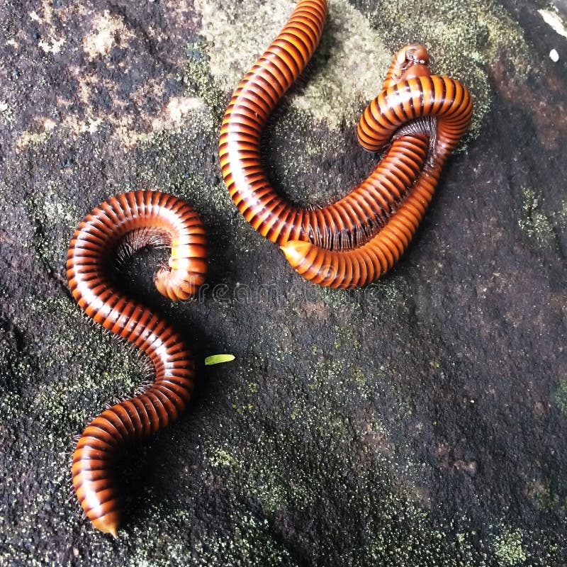 Mating Millipede. Millipede - Centipedes Black With Strong Armor Stock ...
