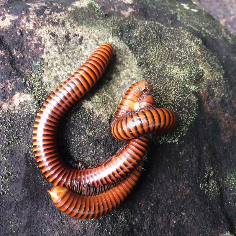 Millepede Circle Stock Photos - Free & Royalty-Free Stock Photos from ...