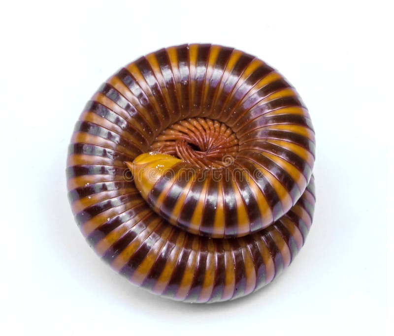 Millipede or Millepede Animal Rolled To a Circle Stock Image - Image of ...