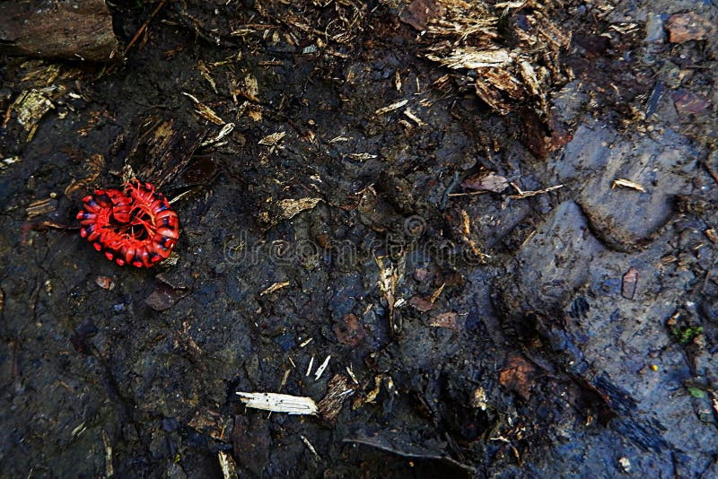 Millipede stock image. Image of entomology, centipede - 243570987