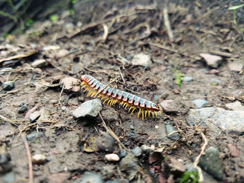 Millipede stock photo. Image of millipede, american, north - 96736592