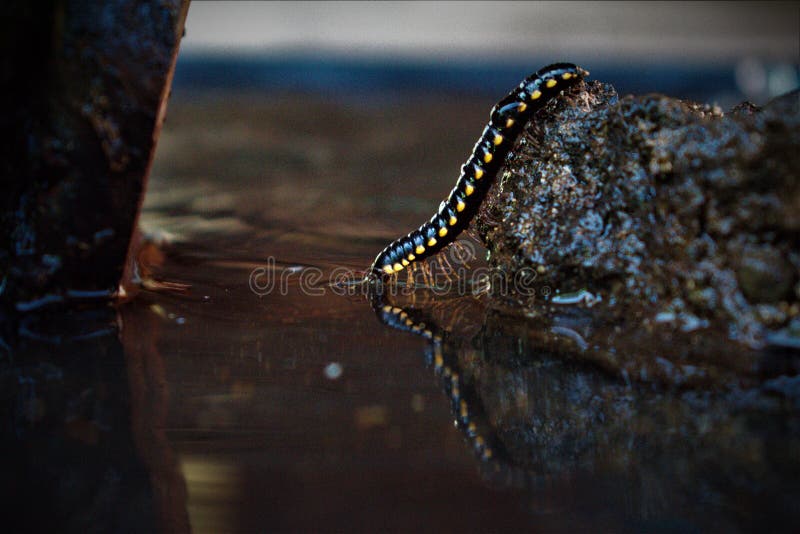 Millipede is Posing, with a Shadow on the Water Stock Image - Image of ...