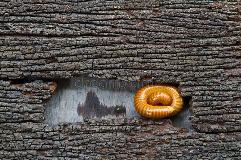 Millipede Rolled in Rotten Wood. Stock Photo - Image of reptiles ...