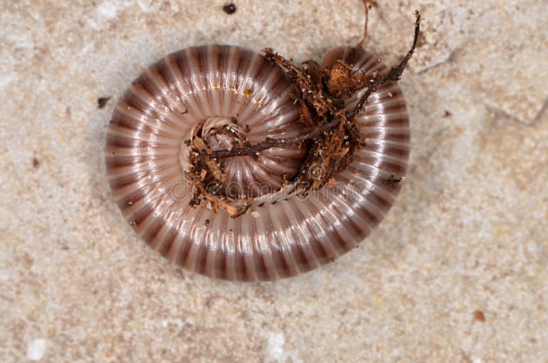 Millipede stock image. Image of close, biology, ecology - 76336733