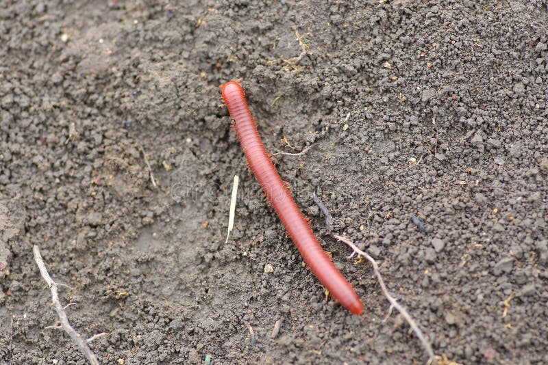 Millipede stock photo. Image of nature, malagasy, environment - 90470698
