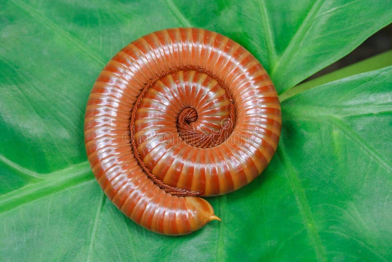 Spiral Millipede Curl on the Stone Floor Stock Photo - Image of animal ...