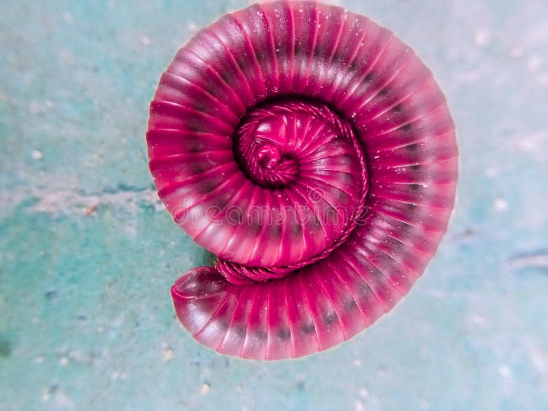 Millipede stock photo. Image of antenna, insect, panoramic - 99269428