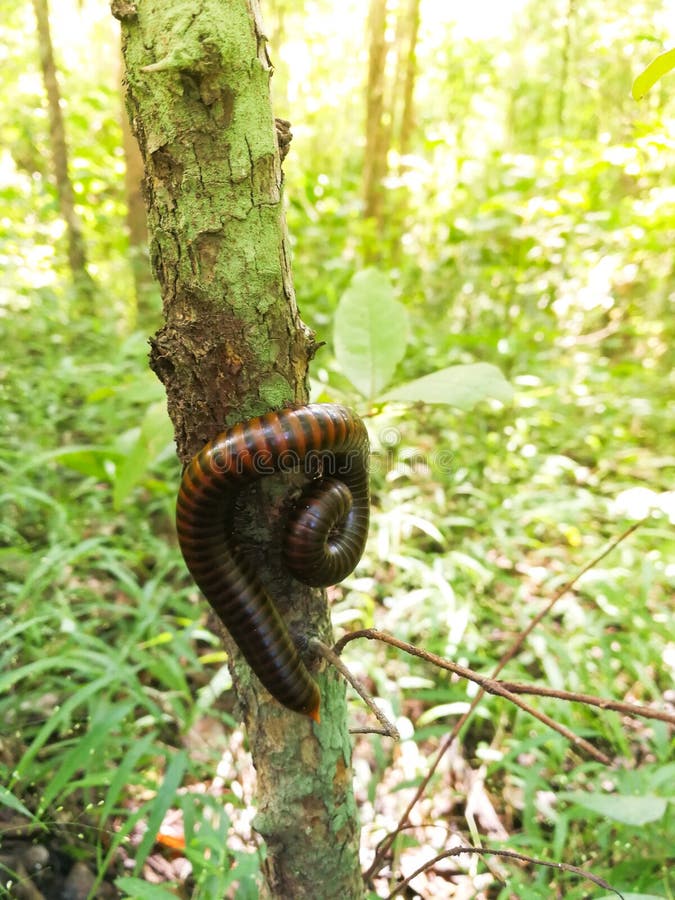 Millipede on nature stock photo. Image of green, entomology - 96588846