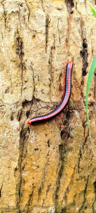 Millipede on the Tree Photography Stock Photo - Image of wildlife ...