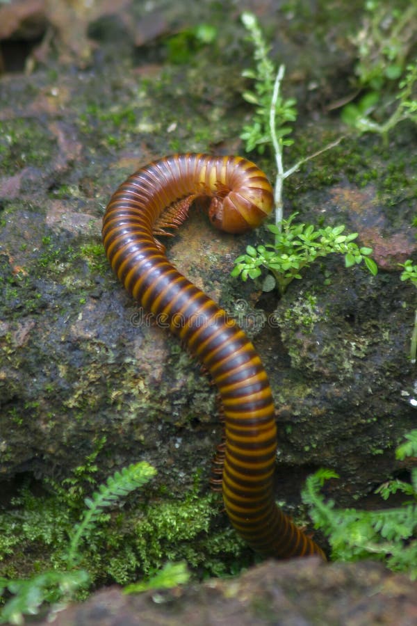 Millipede is on a Rock with Moss Covered. Stock Photo - Image of macro ...