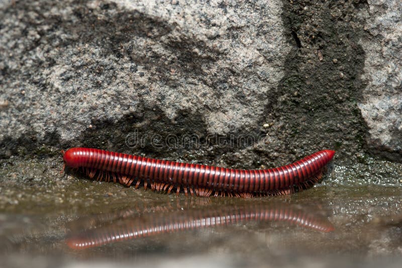 Millipede stock image. Image of strange, milipede, entomology - 52702957