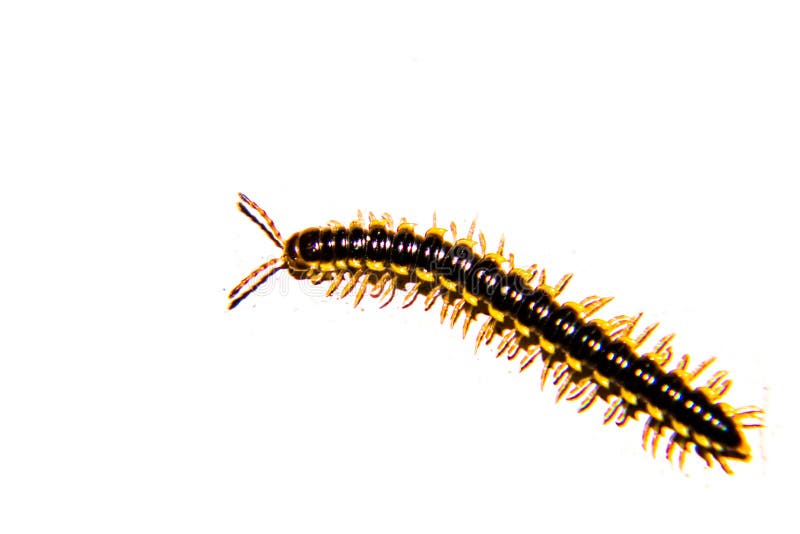 Female Centipede Stock Photos - Free & Royalty-Free Stock Photos from ...