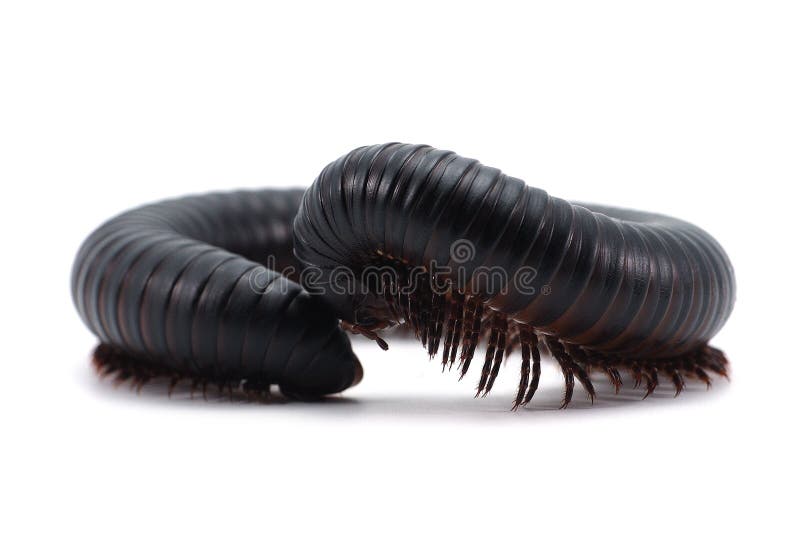 The Giant Centipede Top View Isolated on White Background Stock Photo ...