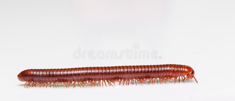 Millipede on White Background Stock Image - Image of diplopoda, multi ...