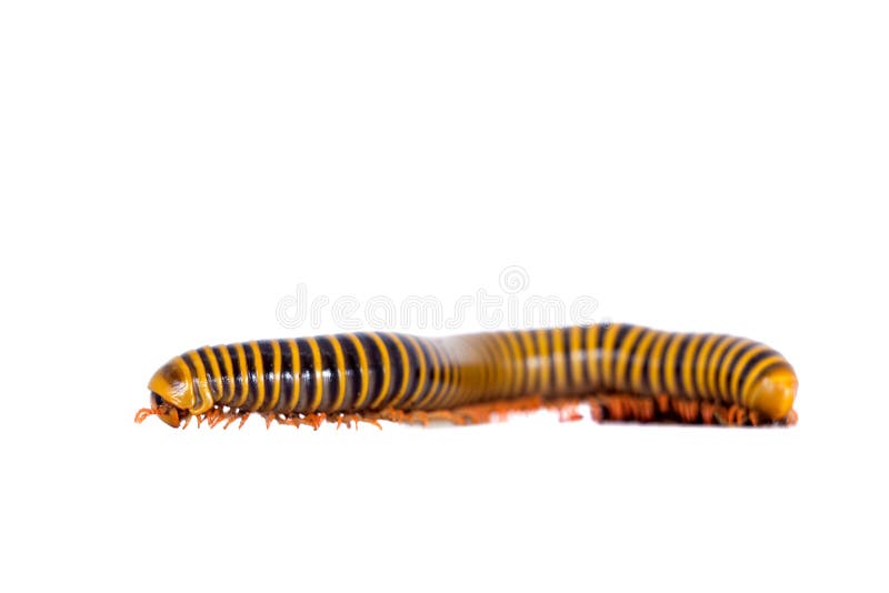 Millipede on white stock photo. Image of ecology, length - 76701654