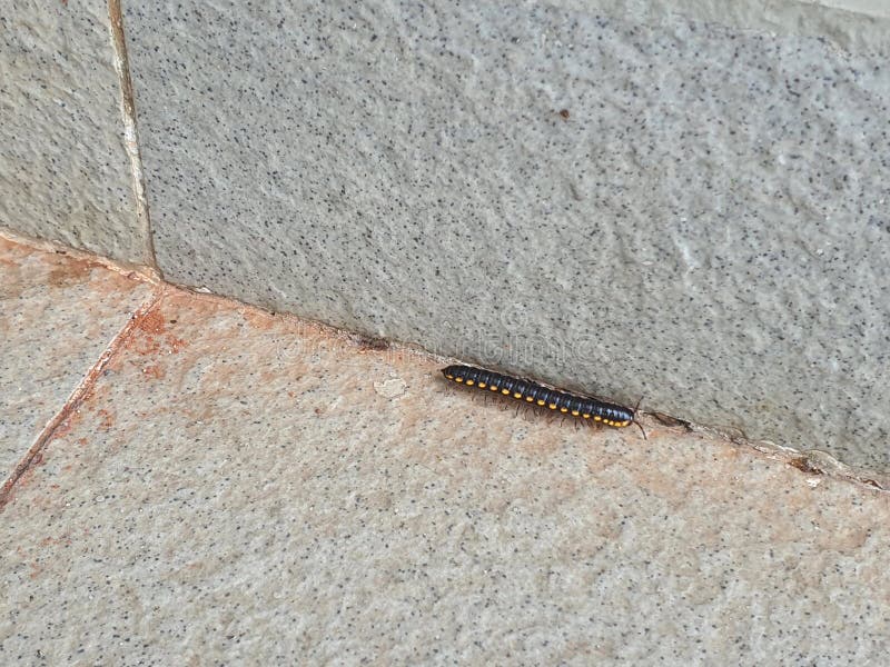 A Millipede Worm is Crawling on the Floor Stock Photo - Image of beauty ...