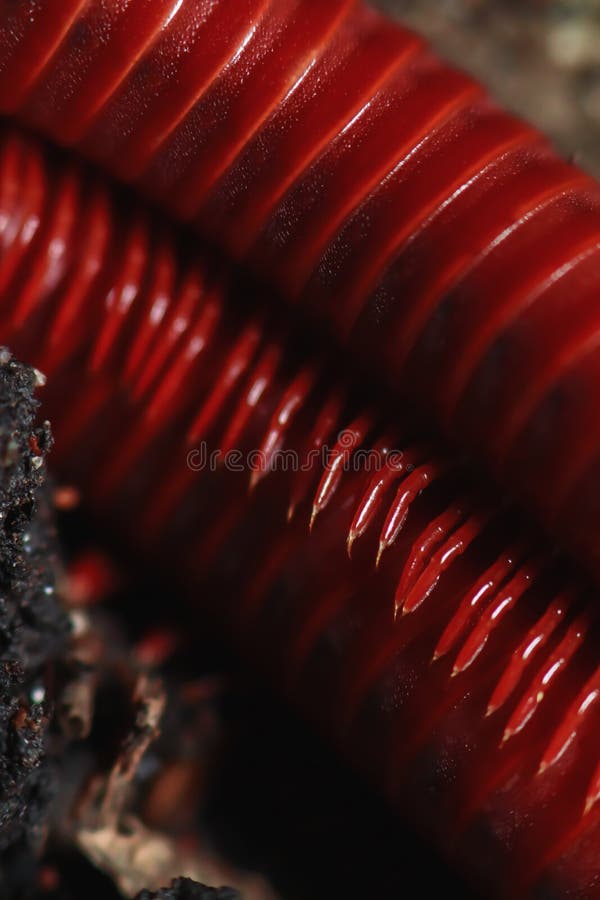Millipedes are Breeding on the Ground Stock Image - Image of isolated ...