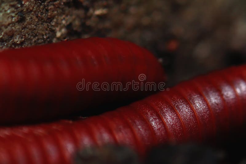 Millipedes are Breeding on the Ground Stock Photo - Image of insect ...