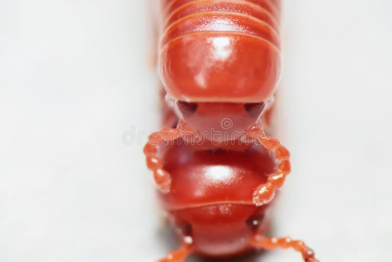 Millipedes are Breeding on the Ground Stock Image - Image of body ...