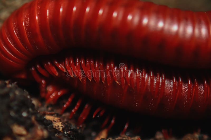 Millipedes are Breeding on the Ground Stock Image - Image of black ...