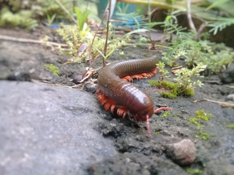 Millipedes or Millipedes (class Diplopoda, Formerly Also Called ...