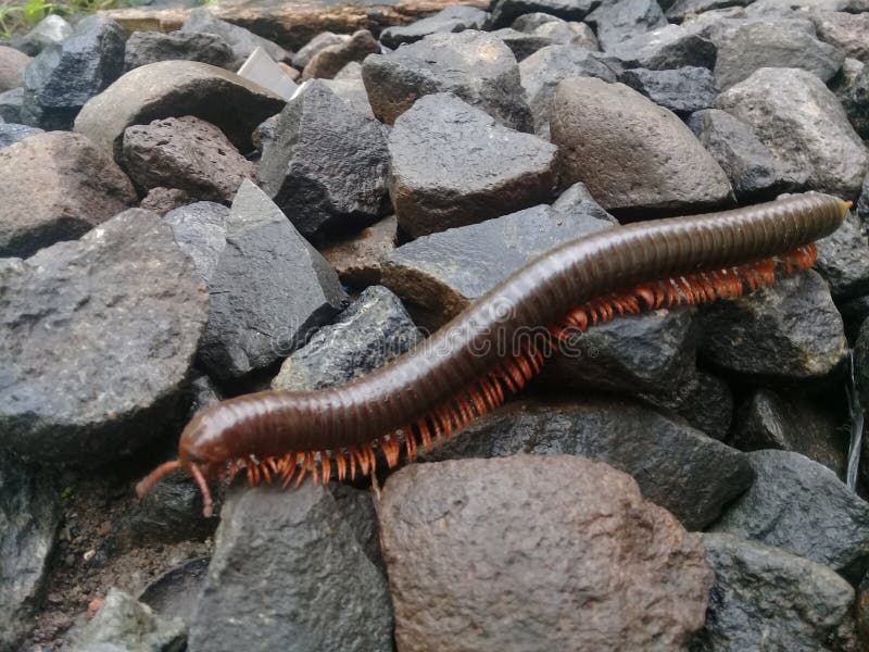 Millipedes or Millipedes (class Diplopoda, Formerly Also Called ...
