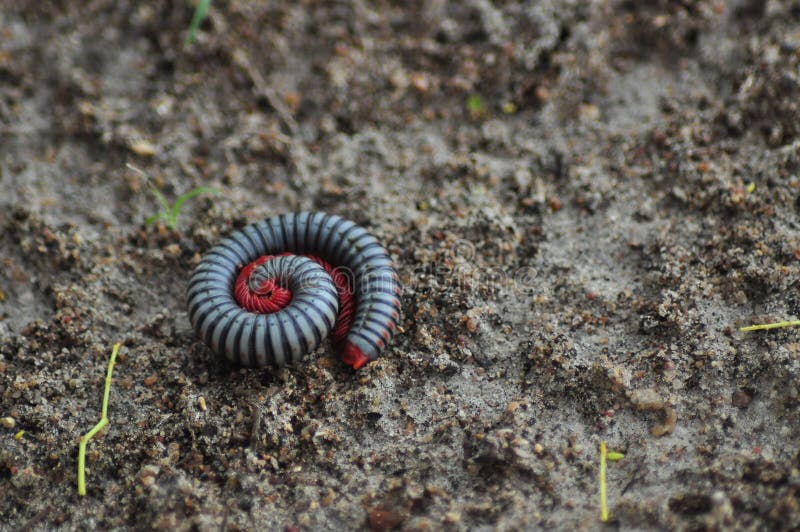 Millipedes stock image. Image of animal, stone, millipedes - 42737413
