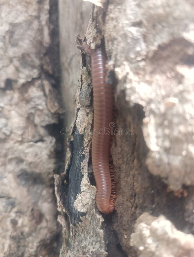 Millipedes Crawling on Tree Trunks Stock Photo - Image of wildlife, lizard: 367387380