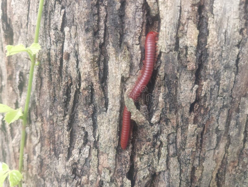Millipedes Crawling on Tree Trunks Stock Image - Image of insect, twig ...
