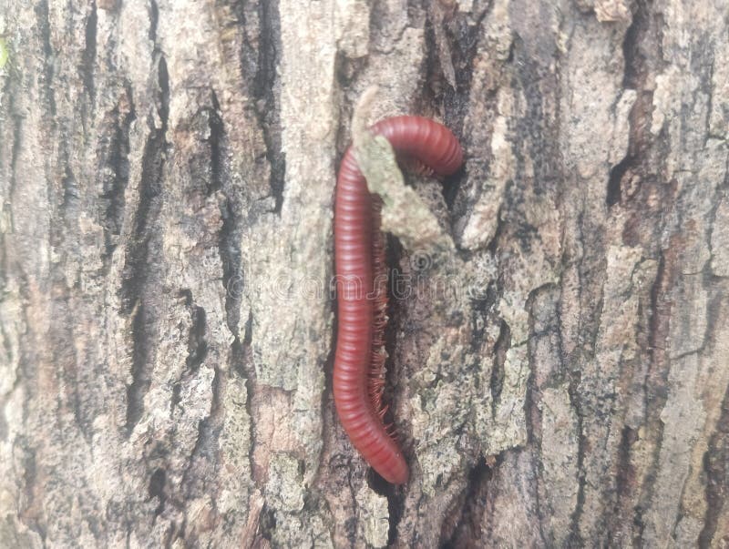 Millipedes Crawling on Tree Trunks Stock Image - Image of crawling, reptile: 367387561