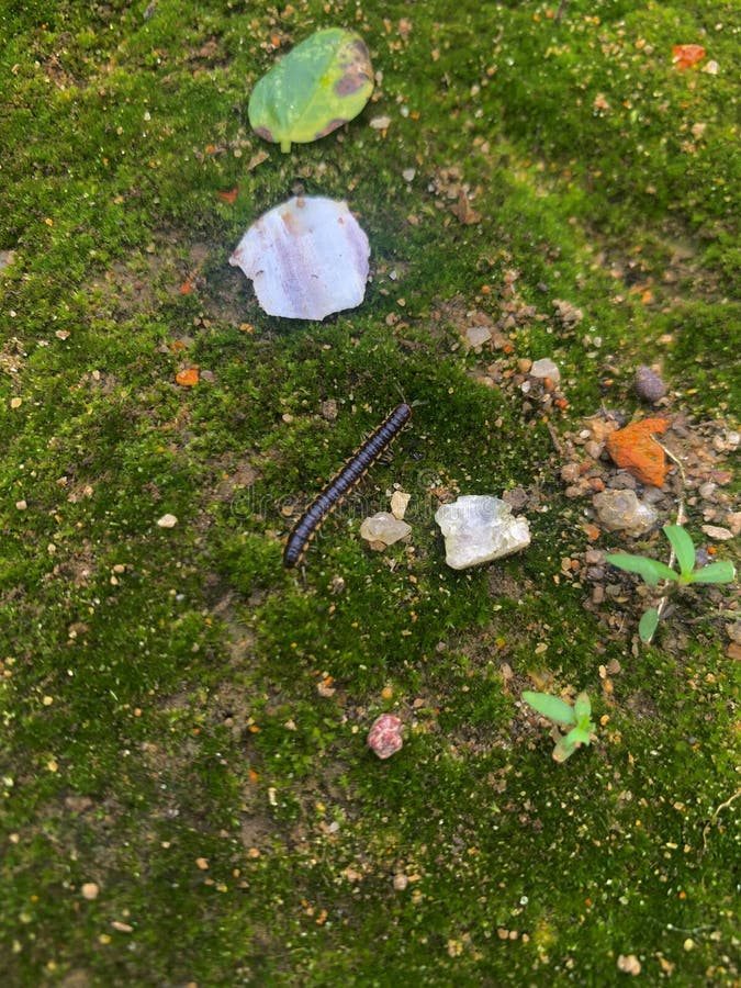 Millipedes crossing stock photo. Image of grass, grow - 303287244