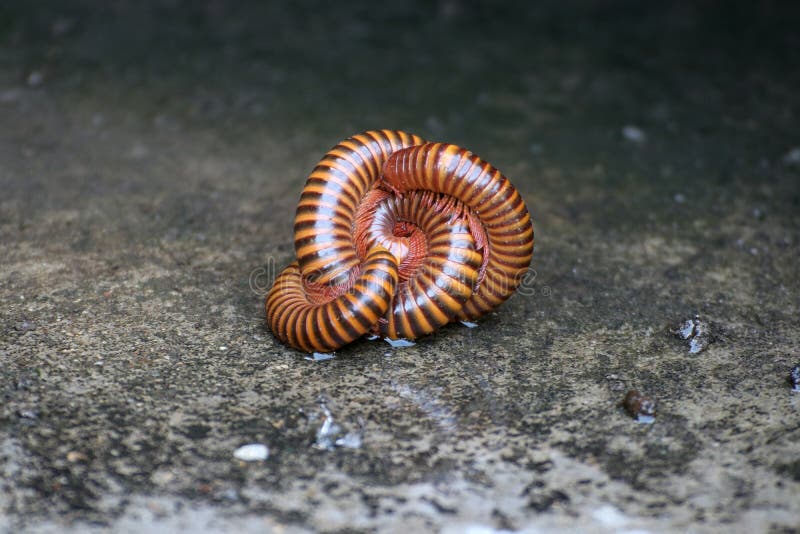 Millipedes are Curling Up, Caressing To Breed Stock Photo - Image of ...